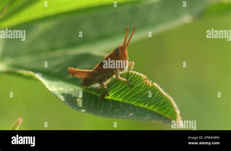 Polyphagous Species Stock Videos And Footage Hd And 4k Video Clips Alamy