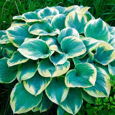 Хоста «Роберт Фрост купить саженцы оптом и в розницу питомник Сады Урала