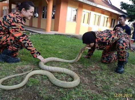 Aksi Wanita Bermain Ular Gambar Trending Now
