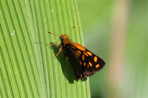 Metisella metisメティスアフリカタカネキマダラセセリ