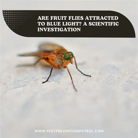 Are Fruit Flies Attracted To Blue Light A Scientific Investigation