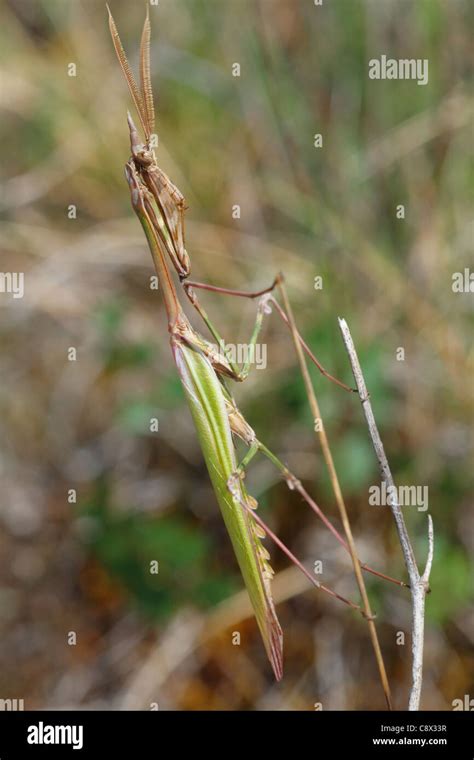 Adult Male Conehead Mantis Empusa Pennata On The Causse De Gramat