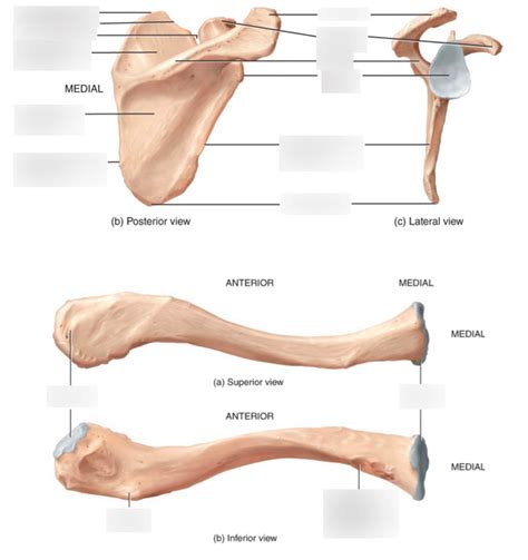 Pectoral Girdle Diagram Quizlet