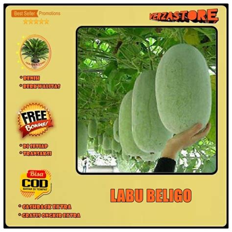 Jual Biji Benih Labu Beligo Baligo Bligo 10 Biji Shopee Indonesia