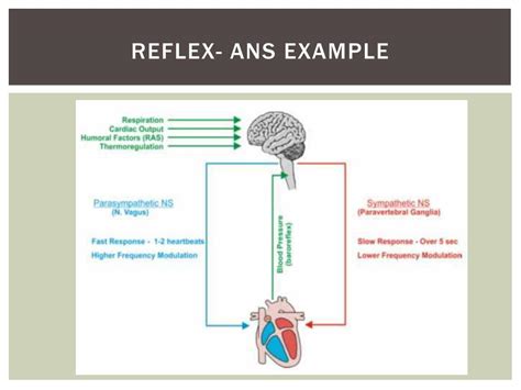 Ppt Autonomic Nervous System Powerpoint Presentation Free Download