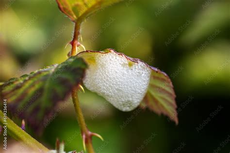 Cuckoo Spit Made By Nymphs Of A Sap Sucking True Bugs Froghoppers Or