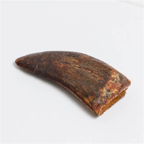 Carcharodontosaurus Dinosaur Tooth Fossil Carcharodontosaurus Saharicus