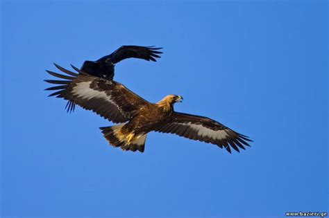 ბაზიერი ფოტოალბომი მონადირეების საიტი