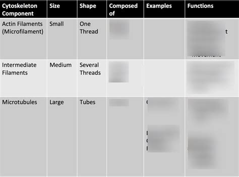 Cytoskeleton Diagram Quizlet