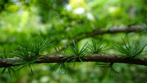 꽃처럼 예쁜 잎 일본잎갈나무낙엽송이깔나무 네이버 블로그