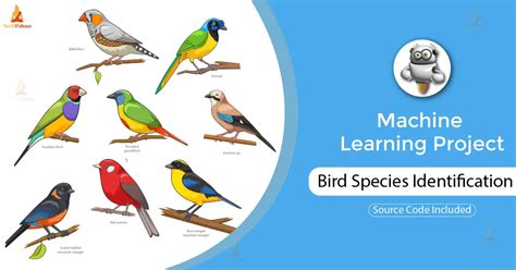 Machine Learning Project Bird Species Identification Techvidvan