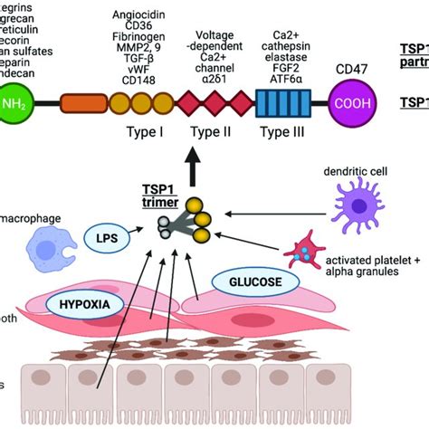 The Breadth Of Tsp1 Regulation Of Cellular Function The Trimeric