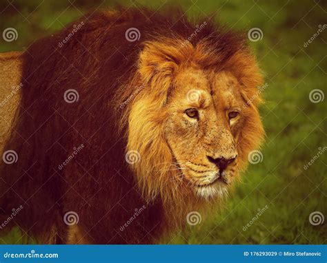 An African Lion Male Portrait Stock Image Image Of Exhibits Basilica