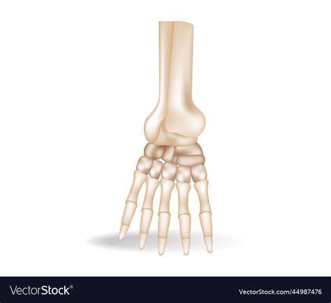 Flat 3d Isometric Concept Of Anatomical Pieces Vector Image
