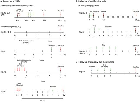 Quiescence Modulates Stem Cell Maintenance And Regenerative Capacity In The Aging Brain Cell