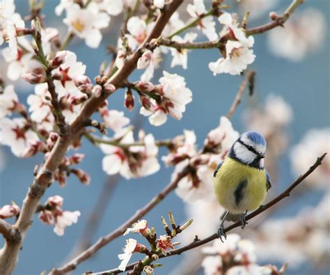 Where To See Almond Tree Blossom In California This Year Homes And