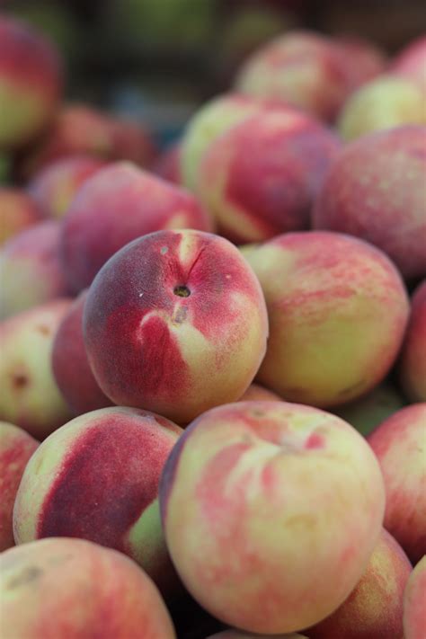 Download Freshly Picked Ripe And Juicy Peaches