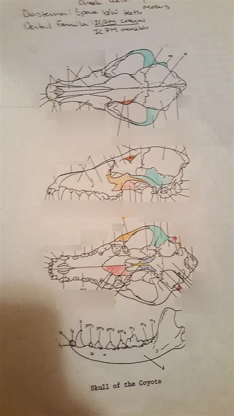 Cyote Skull Diagram Quizlet