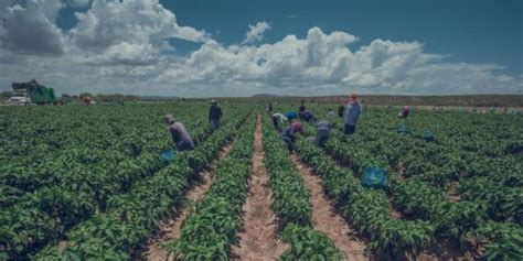 Lidera Chihuahua producción nacional en 10 cultivos Chihuahua gob mx