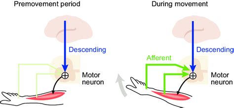 Proposed Spatiotemporal Dynamics Of Spinal Motor Neurons Integrating Download Scientific