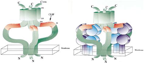 Models Of The Ii Chain Trimer And The Mhc Class Iiii Chain Complex The