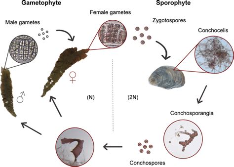 Sexual Life Cycle Of Porphyra Alternating Between The Macroscopic