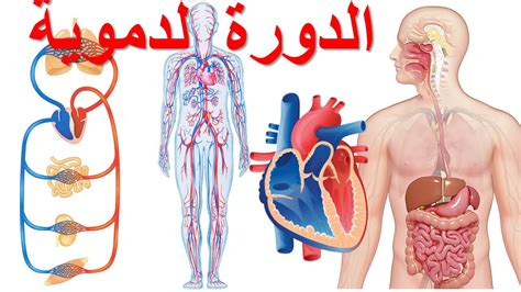 الدورة الدموية العلوم الطبيعية الرابعة متوسط الدرس 12 Youtube