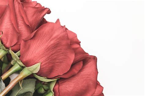 기억의 상징주의 빨간 장미의 클로즈업 묘지와 장례식 개념 복사 공간 고독 부정적인 감정 표현에 대한 스톡 사진 및 기타 이미지