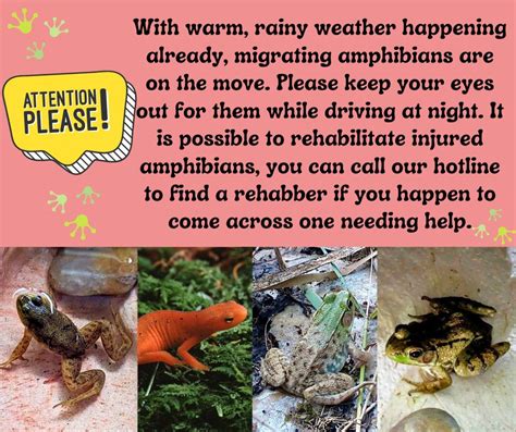 New York State Is Host To 69 North Country Wild Care