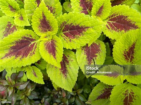 Coleus 또는 정원의 여름 화단에 그려진 쐐기풀 장식용 장식 잎 0명에 대한 스톡 사진 및 기타 이미지 0명 꽃 나무 꽃 식물 Istock
