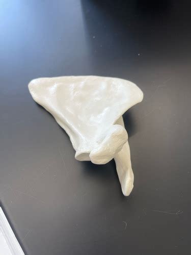 Appendicular Skeleton Flashcards Quizlet