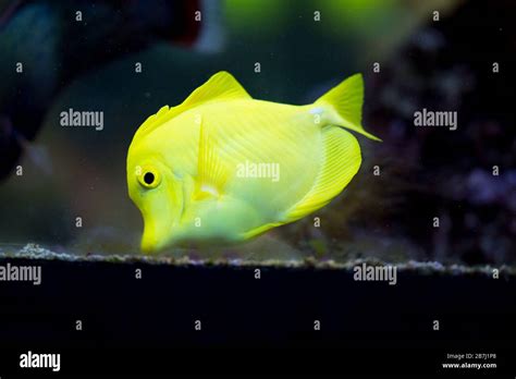 The Yellow Tang Zebrasoma Flavescens Salt Water Yellow Aquarium Fish