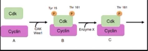 Practice Exam 4 Cell Bio Flashcards Quizlet