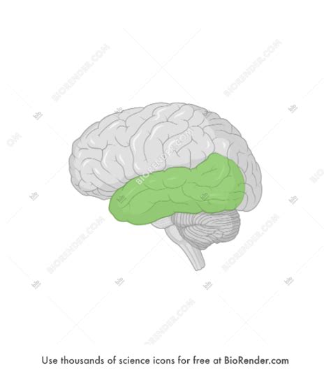 Free Brain Lateral View Temporal Lobe Icons Symbols And Images