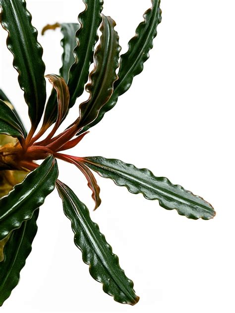 Bucephalandra Catherine Tropical Zone