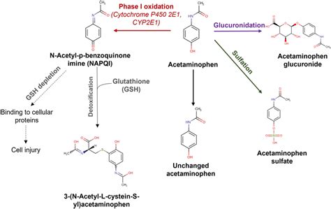 Pathways For Acetaminophen Metabolism Acetaminophen Metabolizes In