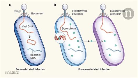 Plasmids With Cells Extrachromosomal Dna Molecule Structure Outline Diagram Stock Illustration