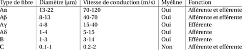 Tableau 1 1 Classification Des Fibres Du Système Nerveux Périphérique