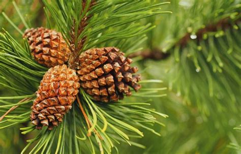 Conifers Cones