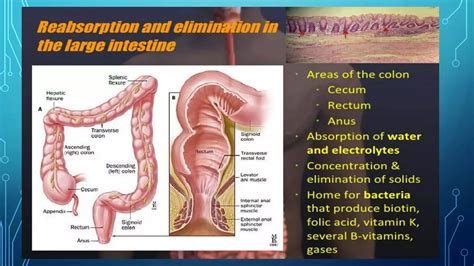 Human Digestive Sytem Pptx