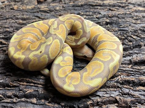 Python Regius Banana Ghi Male Mod VENDU Reptile Passion