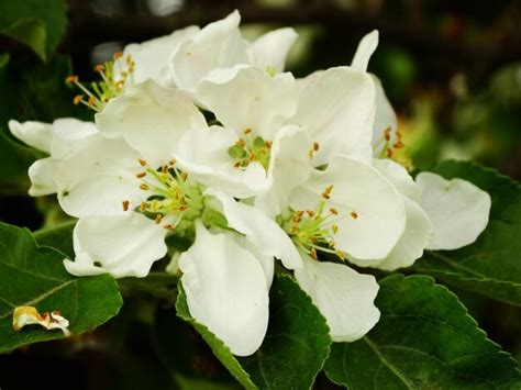 Page 23 Sampaguita Jasmine Images Free Download On Freepik