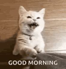 Good Morning Cat S Tenor
