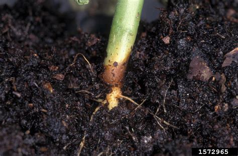 Pythium Diseases Genus Pythium Pringsh