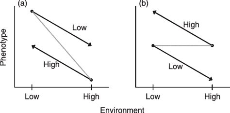 Example Scenarios Of Adaptive And Non Adaptive Reaction Norms In Download Scientific Diagram
