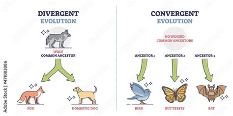 Divergent Vs Convergent Evolution With Ancestors Development Outline