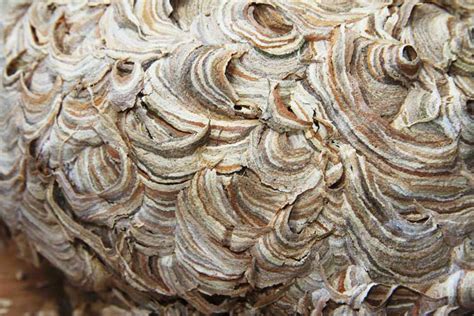 Wasp Nest Anatomy John Carol Curd