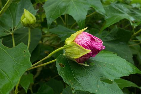 Flower Gallery Cotton rosemallow フヨウ芙蓉 Hibiscus mutabilis
