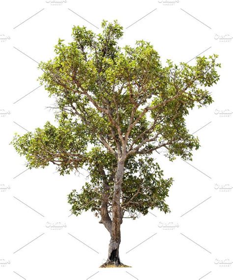 Tree Isolated On White Background