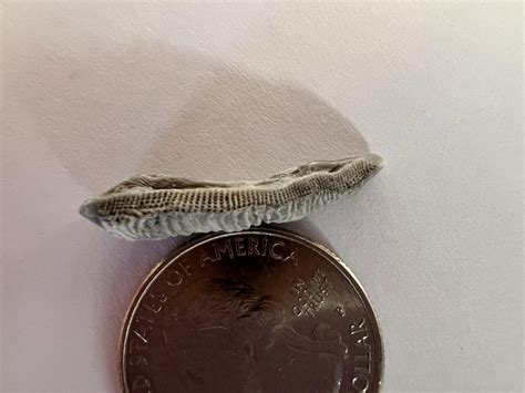 What Could This Be R Fossilid